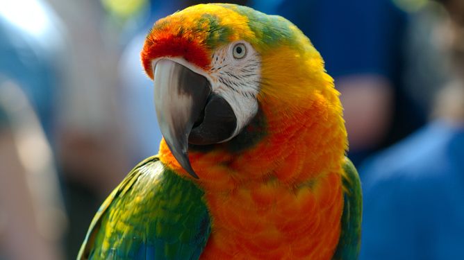 The parrot store